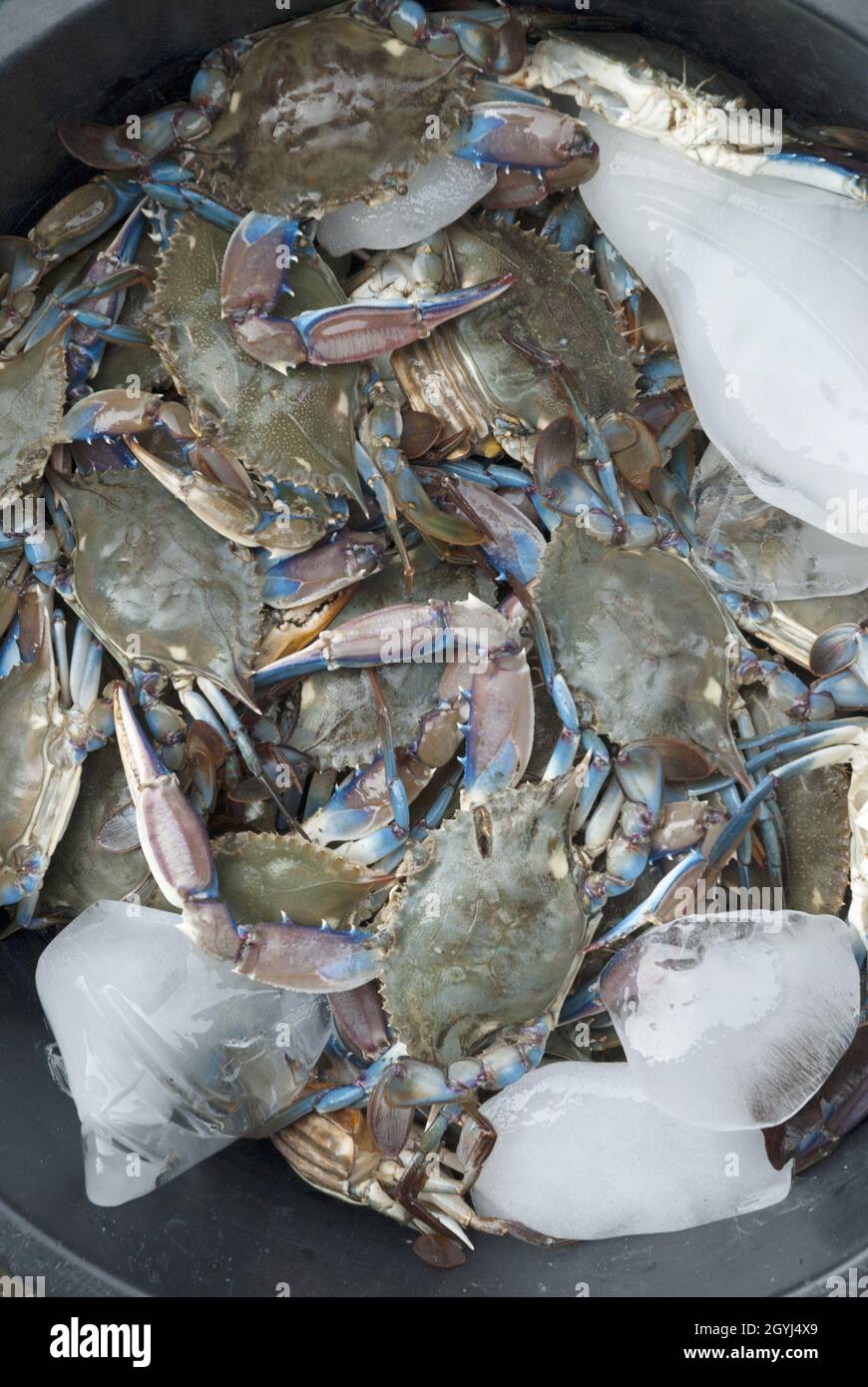 Group of Jaibas or blue crabs in Izabal, Guatemala. Callinectes sapidus ...