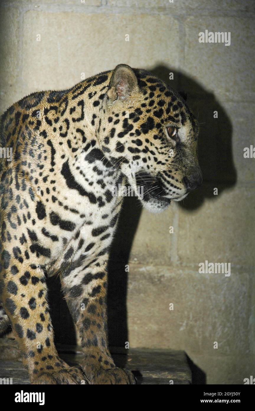 Spotted jaguar guatemala hi-res stock photography and images - Alamy