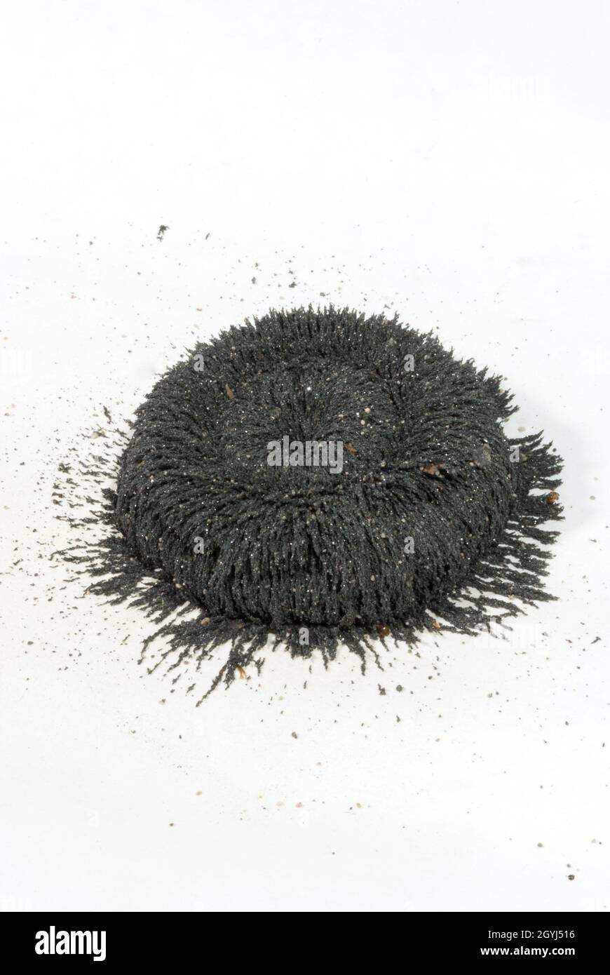 Circular magnet with iron particles on white background Stock Photo - Alamy