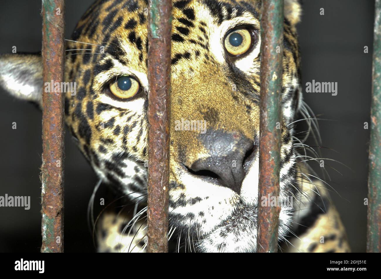 Spotted jaguar guatemala hi-res stock photography and images - Alamy