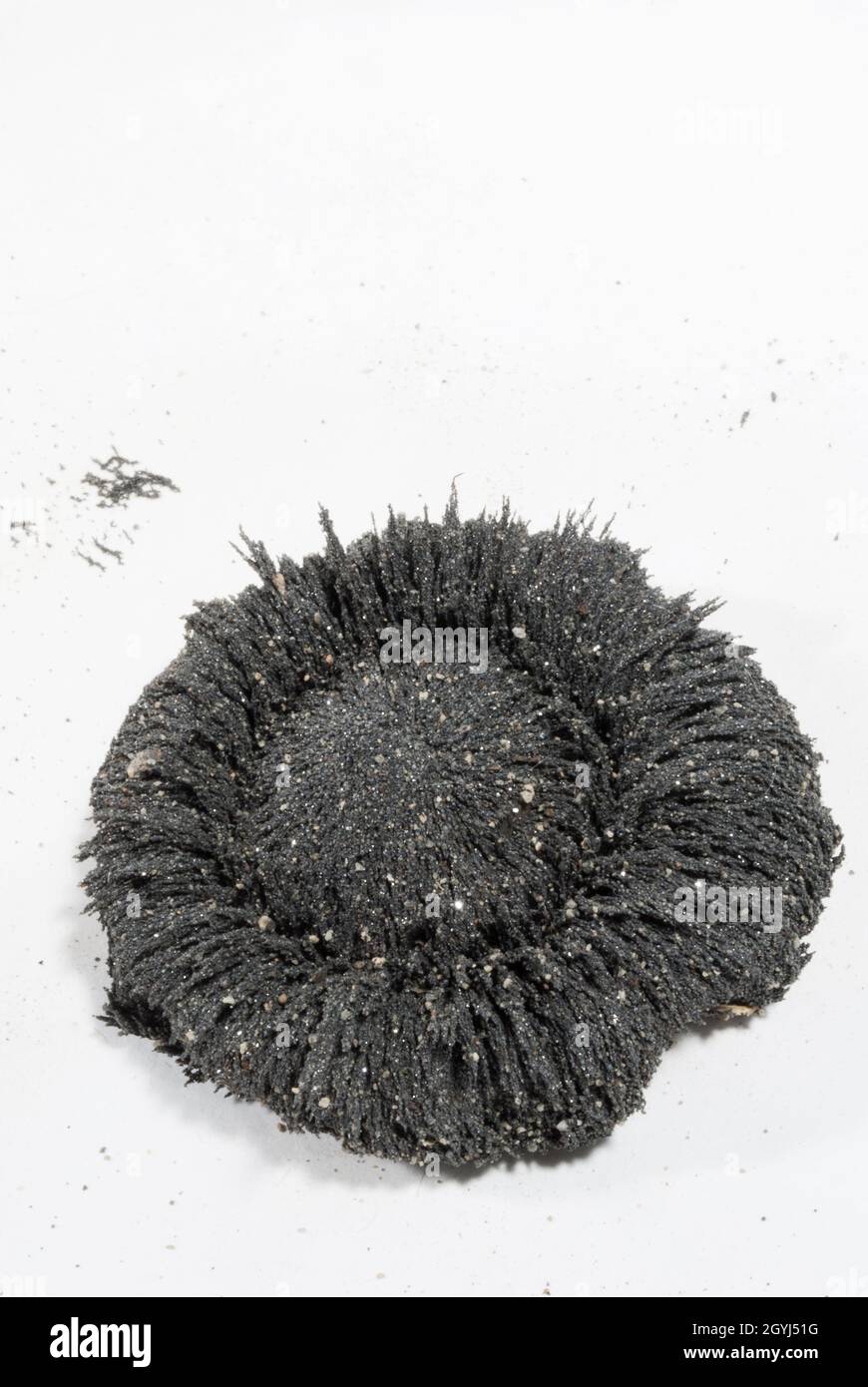 Circular magnet with iron particles on white background Stock Photo - Alamy
