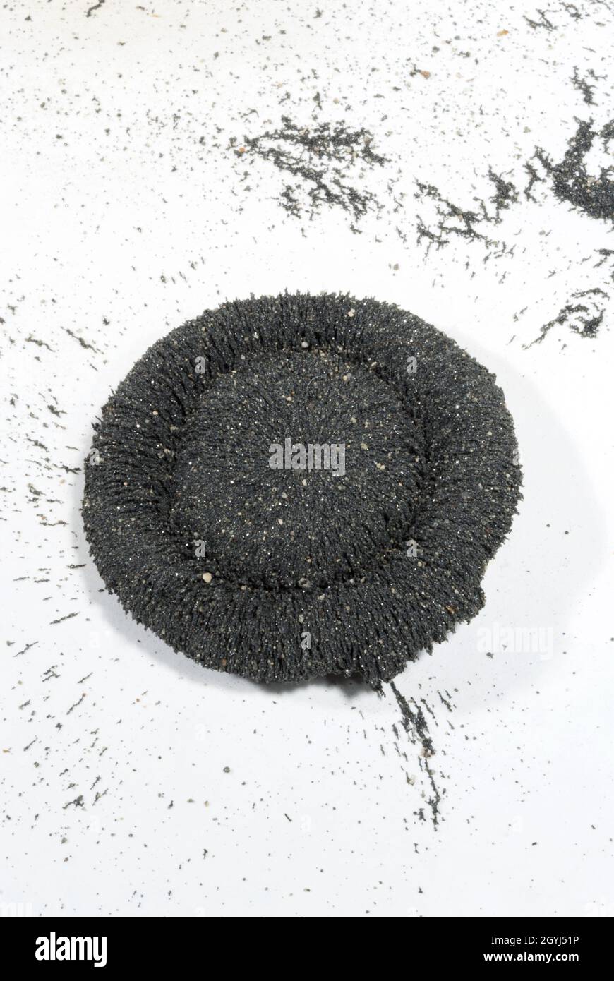 Circular magnet with iron particles on white background Stock Photo - Alamy