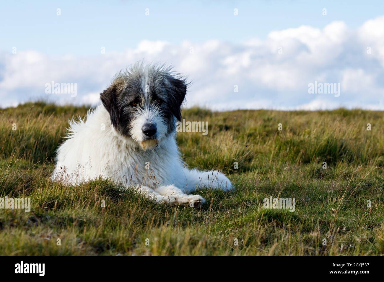 A romanian shepherd in the carpathian Stock Photo - Alamy