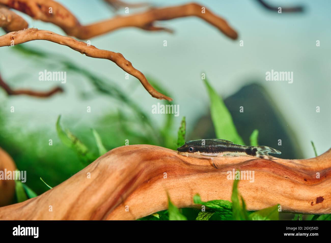 Plant roots aquarium hi-res stock photography and images - Alamy