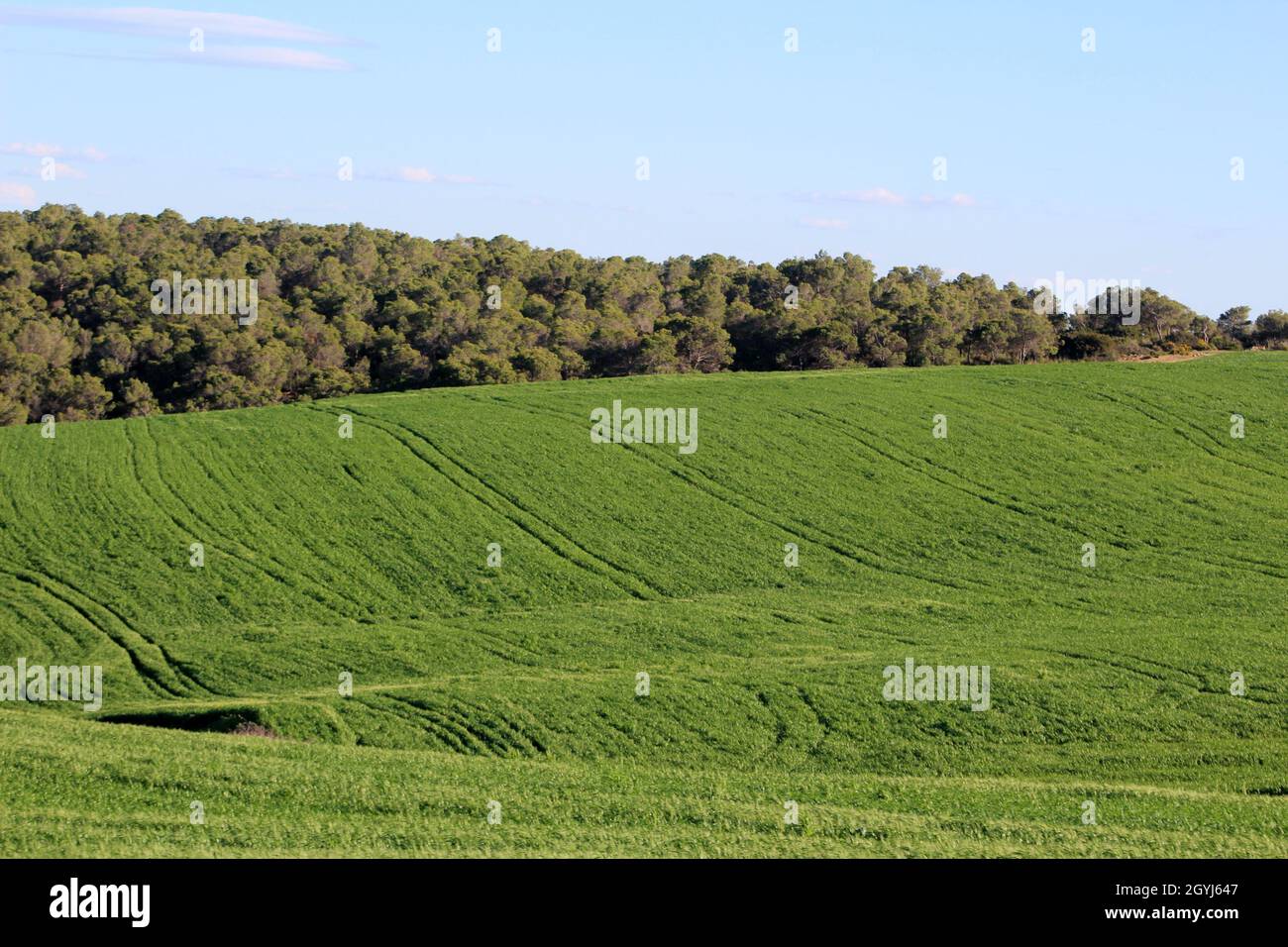 When the land meets the sky, green land open to blue skies Stock Photo ...