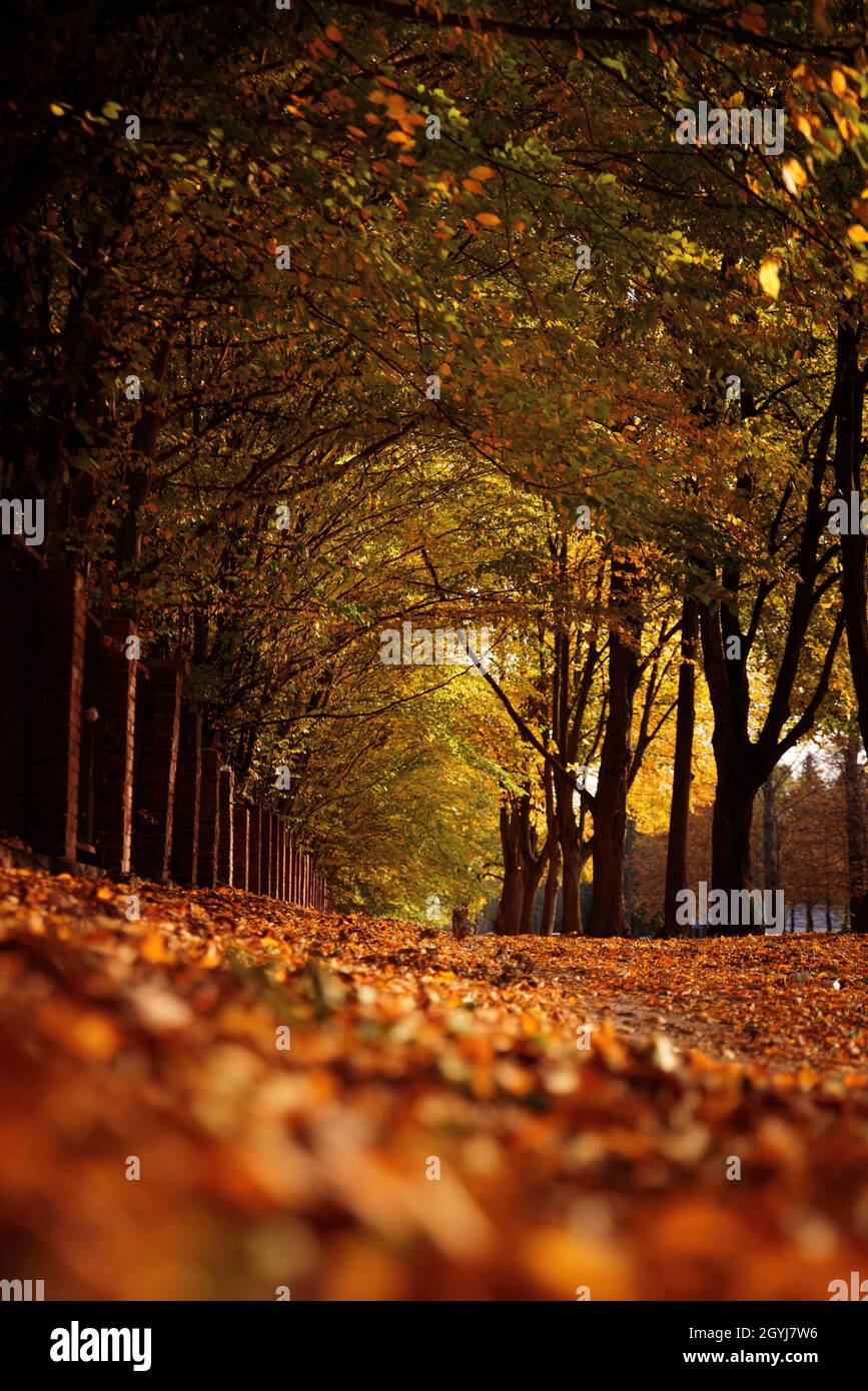 Beautiful alley in park with colorful trees and sunlight. Autumnal ...