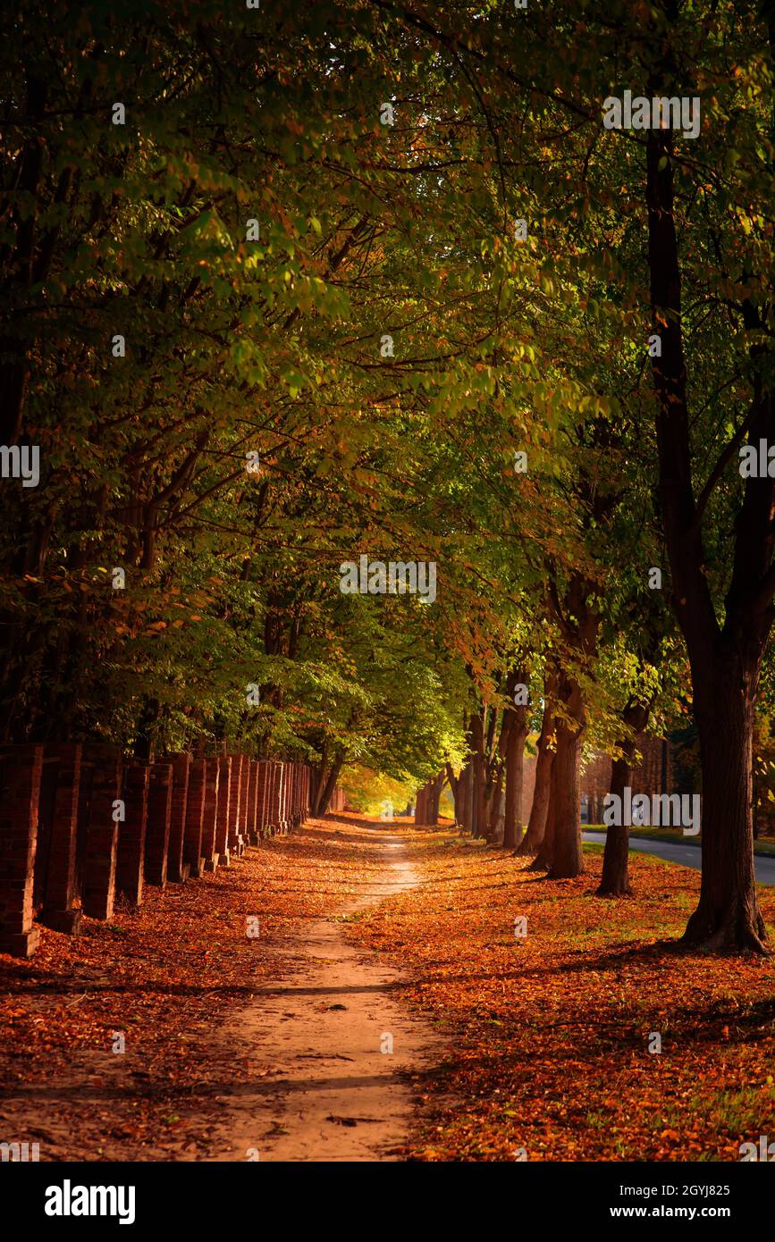 Beautiful alley in park with colorful trees and sunlight. Autumnal ...