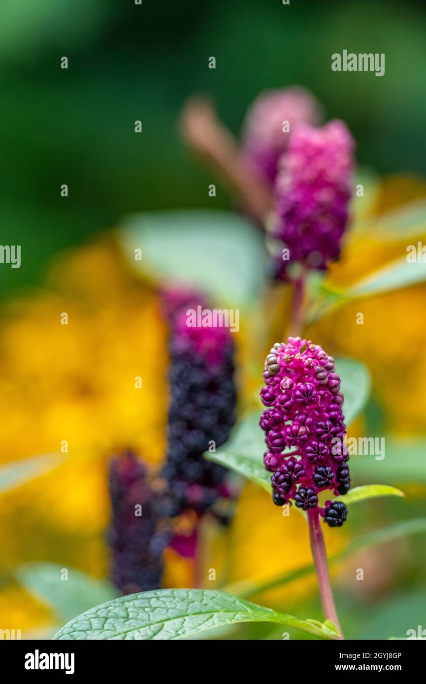 pokeweed phytolacca americana , weed Stock Photo - Alamy