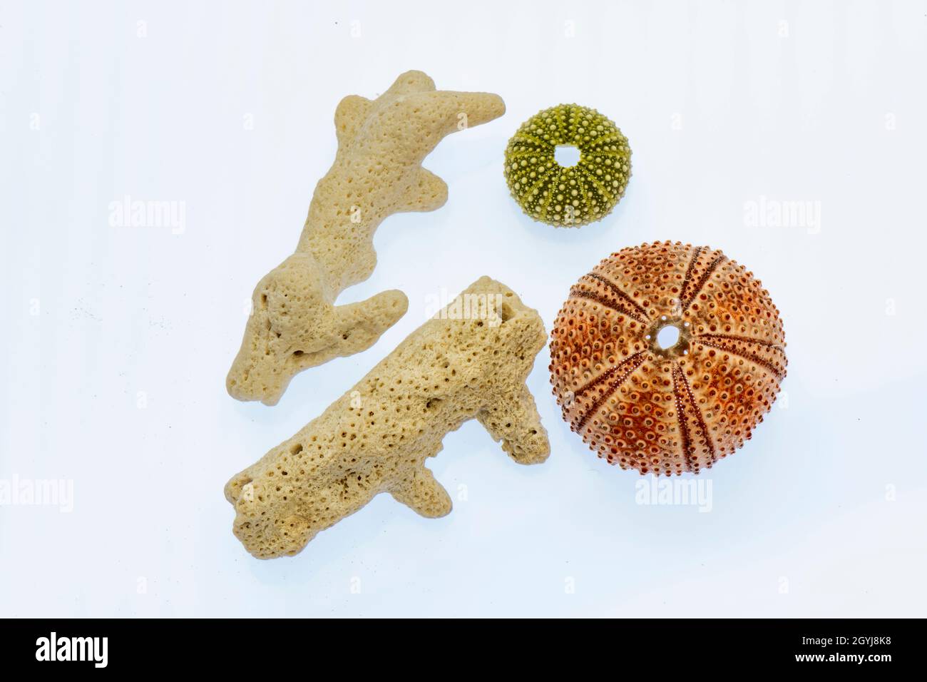 sea coral and sea anemones actiniaria predatory sea creature. sea ...