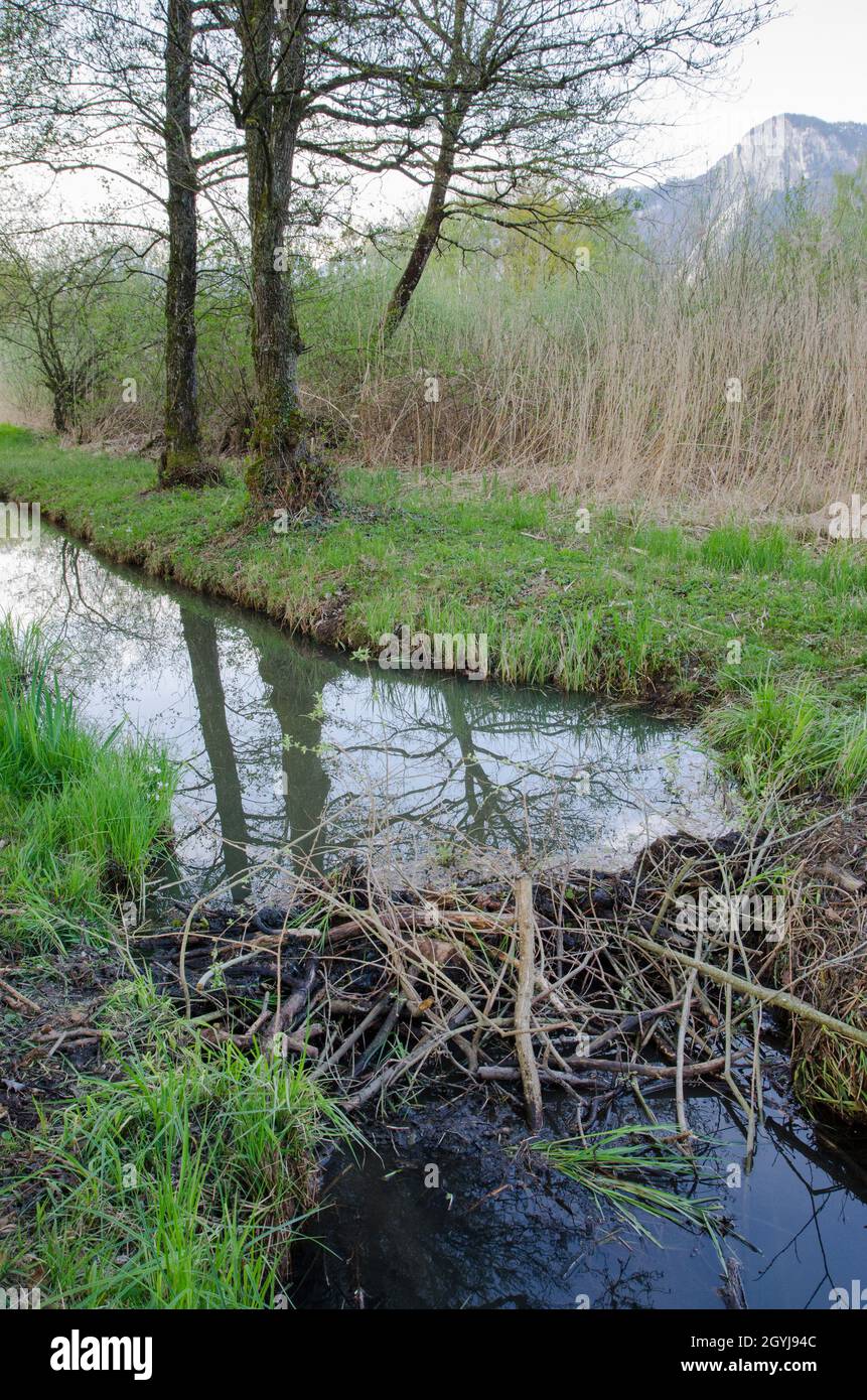 A Eurasian beaver (Casotr fiber) built a dam on a small canal to raise ...