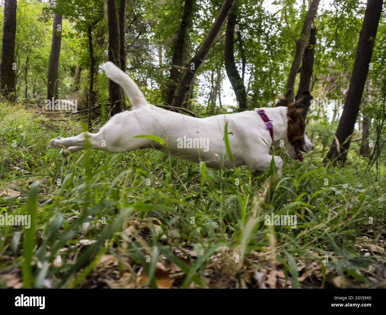 Adorable Jack Russell puppy, during games or activities in the woods of ...