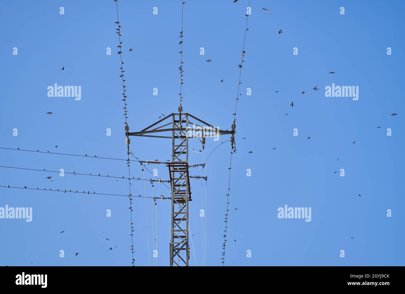 Birds perched on the wires of an overhead power line Stock Photo - Alamy