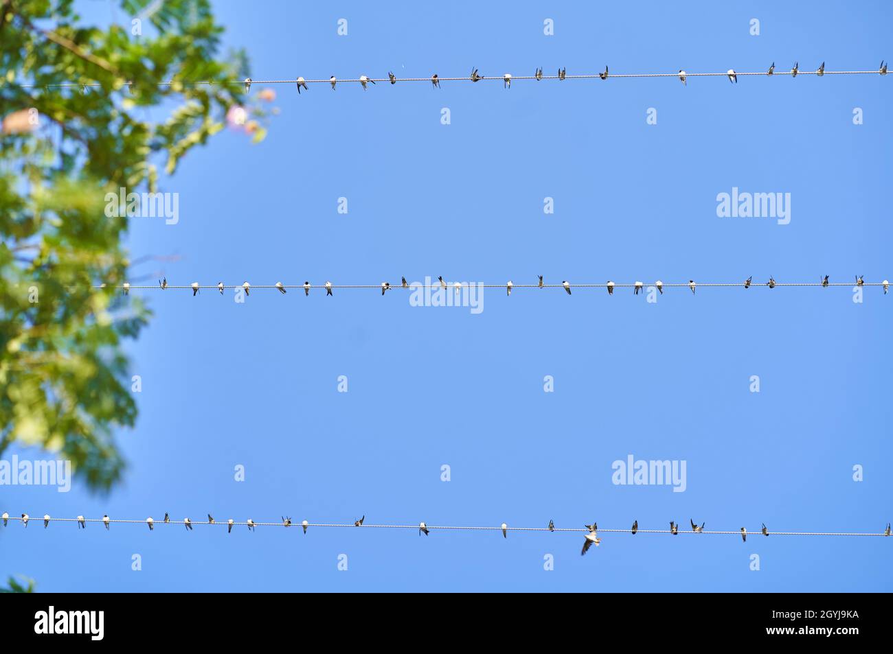 Birds perched on the wires of an overhead power line Stock Photo - Alamy