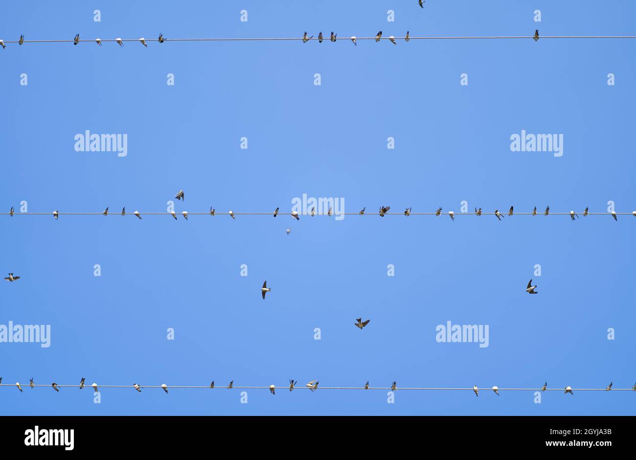 Signal Feather High Resolution Stock Photography and Images - Alamy