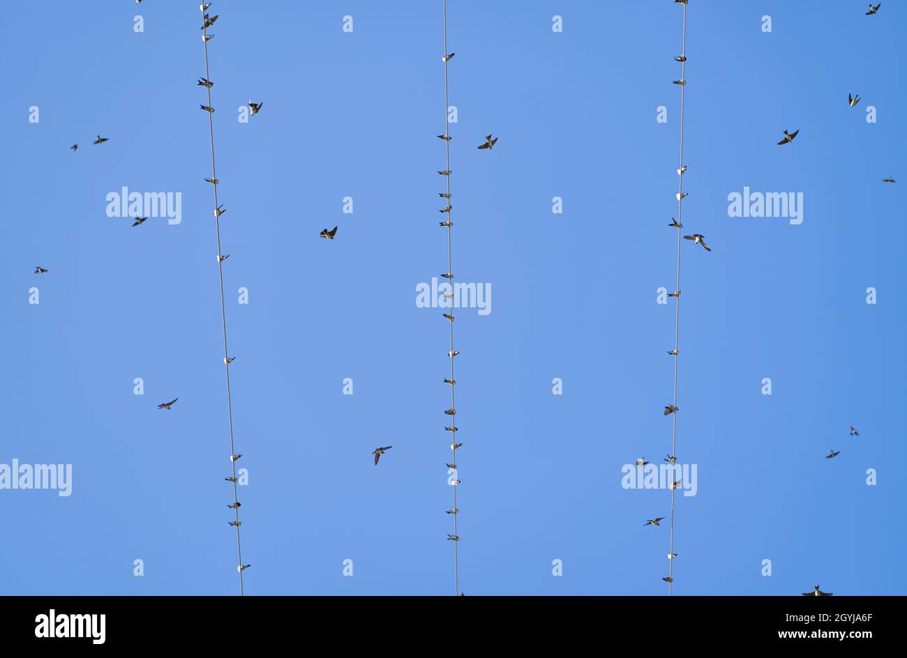 Birds perched on the wires of an overhead power line Stock Photo - Alamy