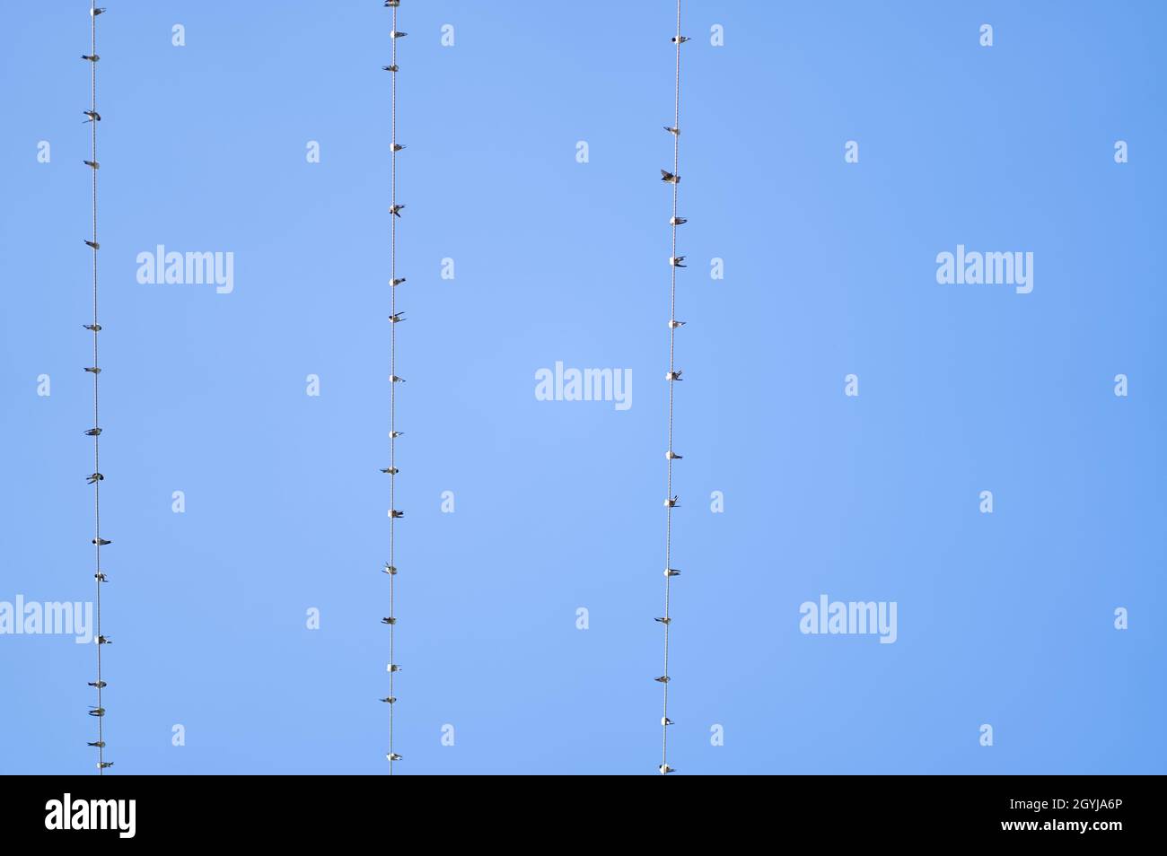 Birds perched on the wires of an overhead power line Stock Photo - Alamy