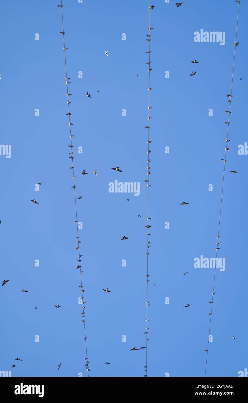 Vertical shot of birds perched on the wires of an overhead power line ...