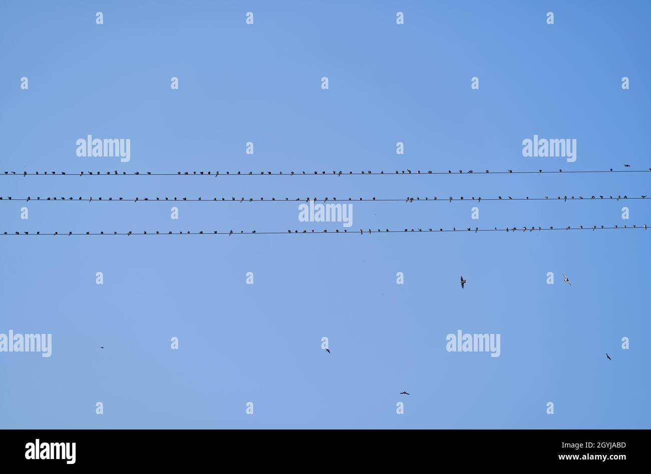 Birds perched on the wires of an overhead power line Stock Photo - Alamy