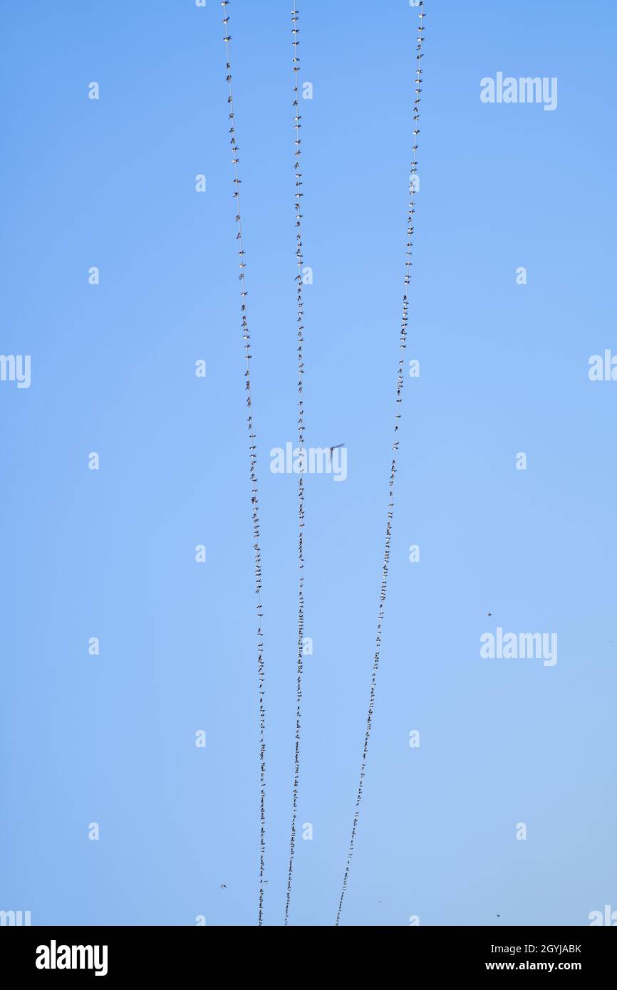Vertical shot of birds perched on the wires of an overhead power line ...