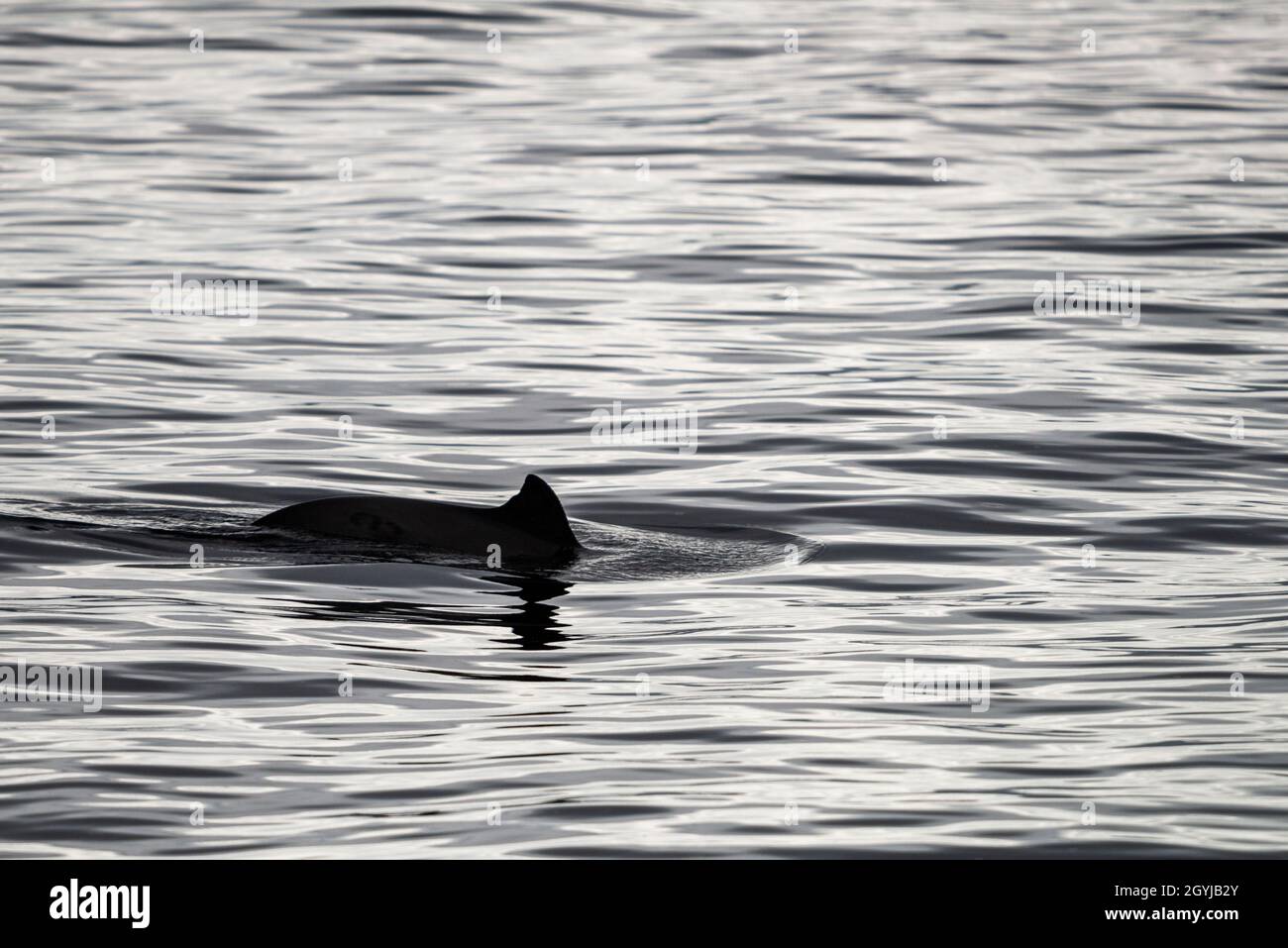 Harbor porpoise (Phocoena phocoena) swimming in the Atlantic Ocean, in ...