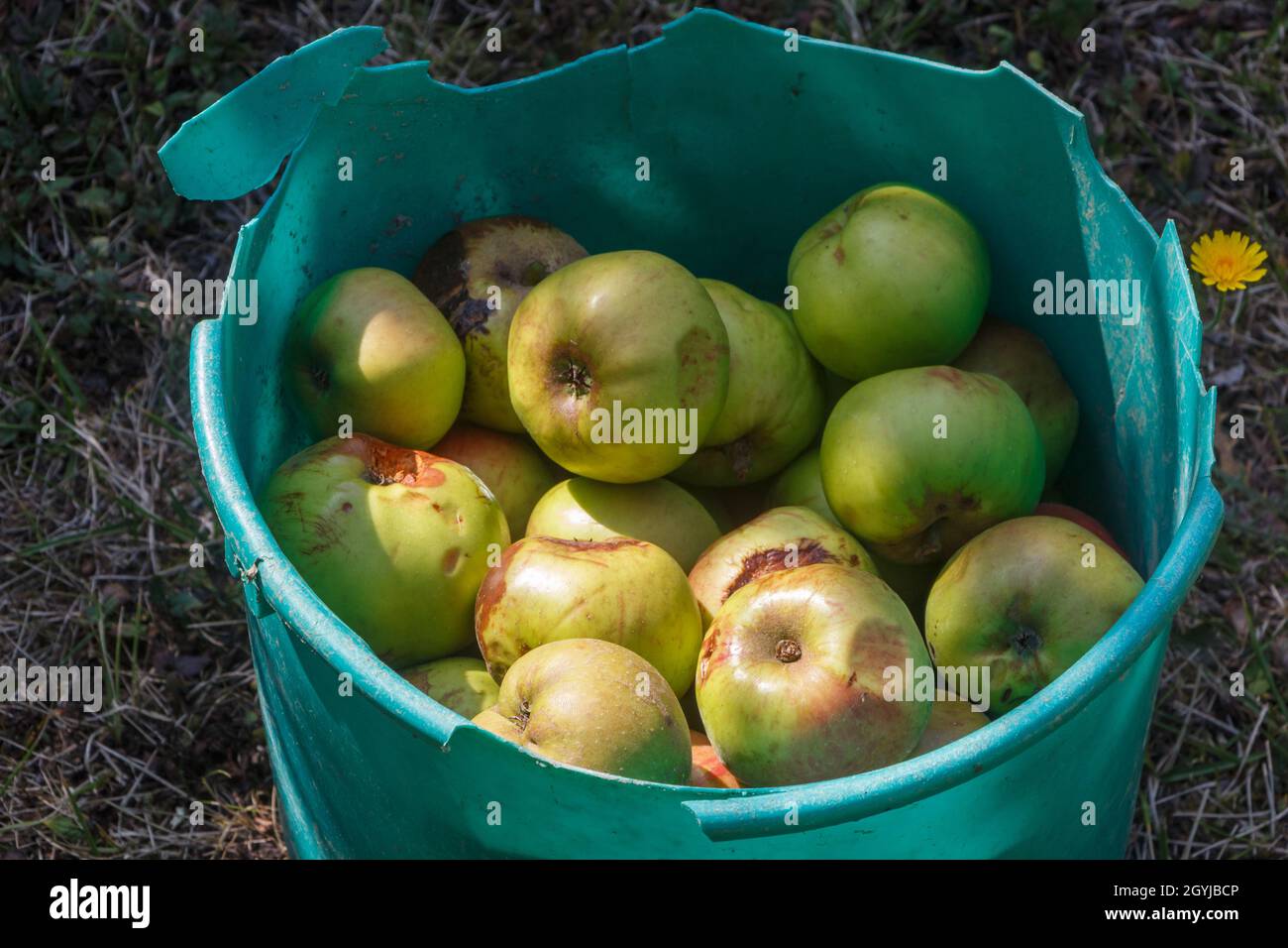 Rotten apples in a bucket hi-res stock photography and images - Alamy