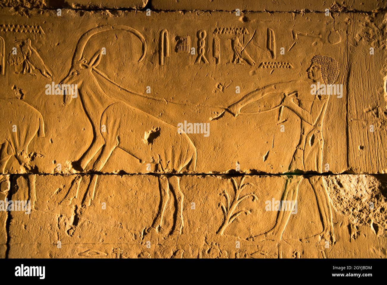 Engraving from ancient Egypt depicting a man holding a goat (Capra ...