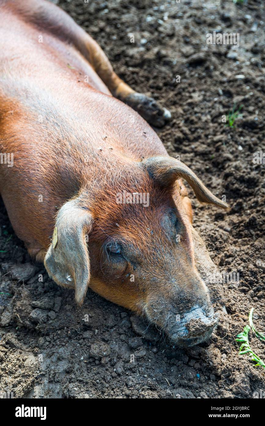 Sus domesticus domestic pig hi-res stock photography and images - Alamy