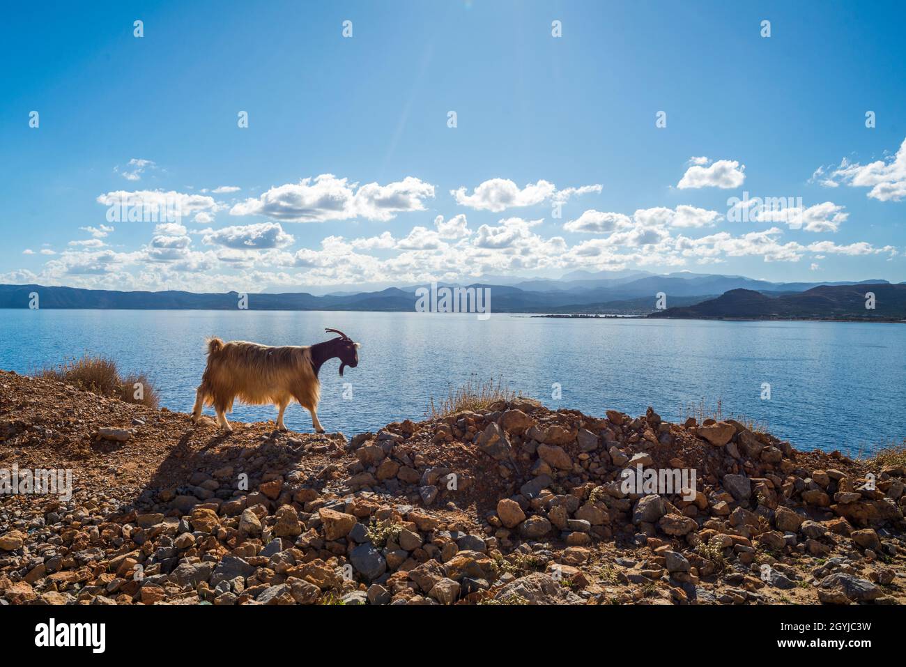 Goat (Capra aegagrus hircus) on the road to Balos beach, in the ...