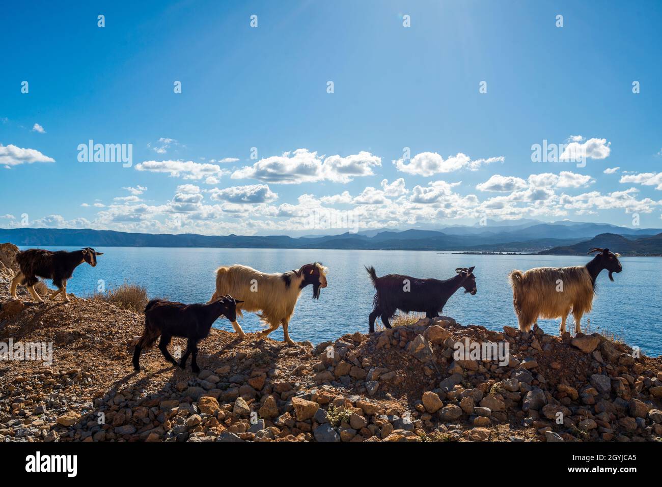 Goat (Capra aegagrus hircus) on the road to Balos beach, in the ...