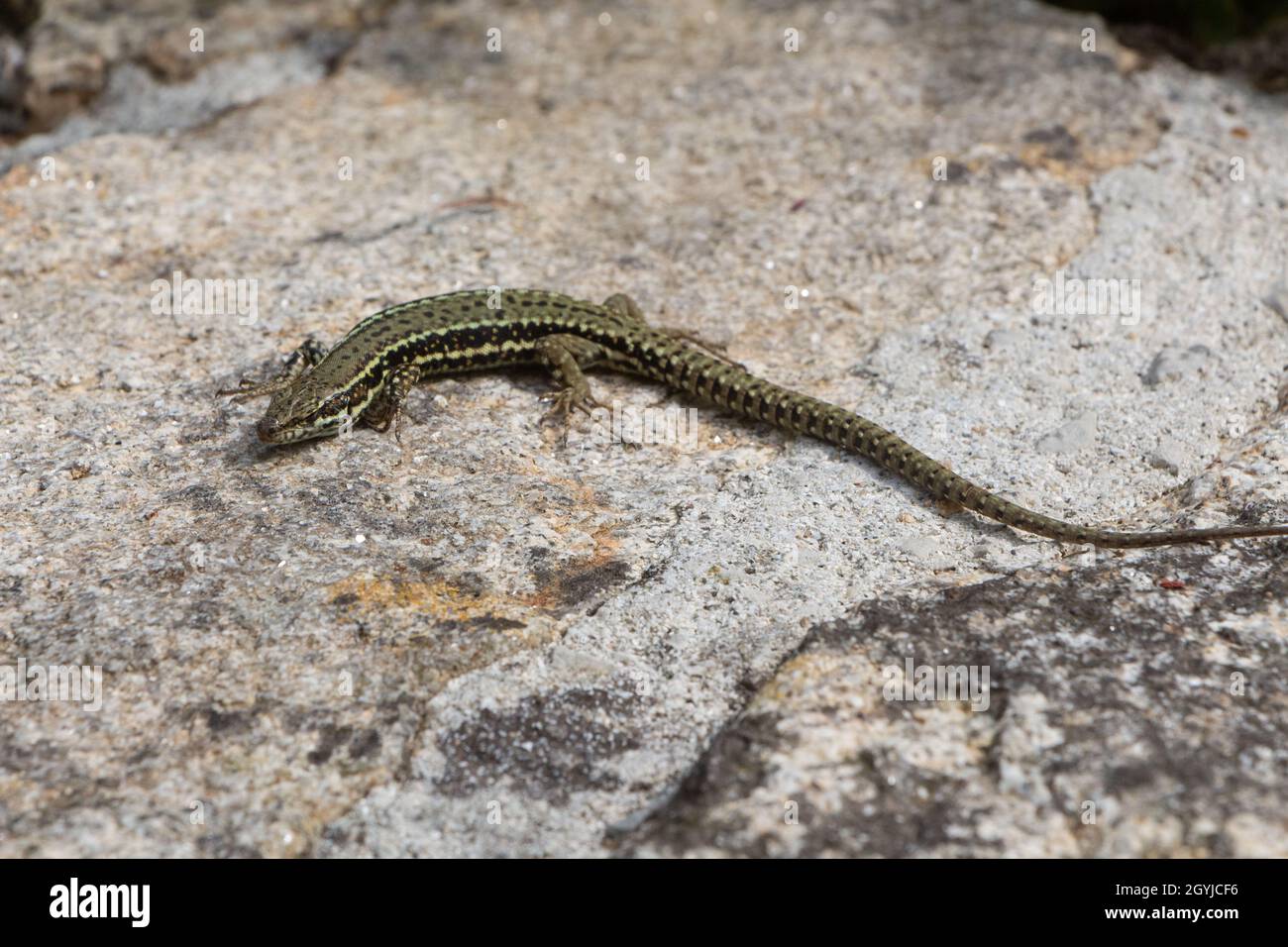 Common wall lizard on a wall Stock Photo - Alamy