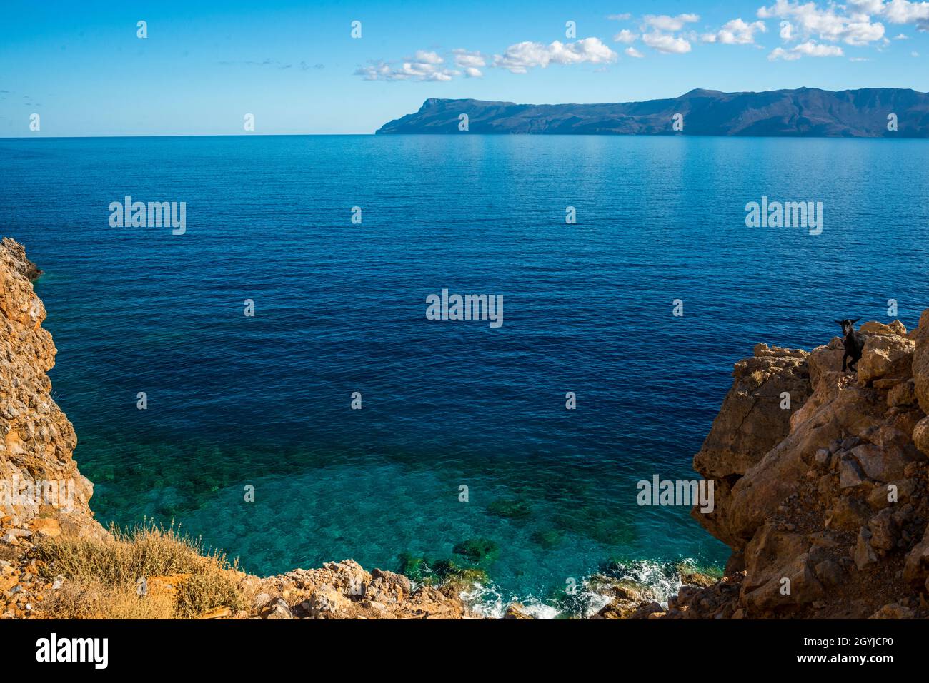 Goat (Capra aegagrus hircus) on the road to Balos beach, in the ...