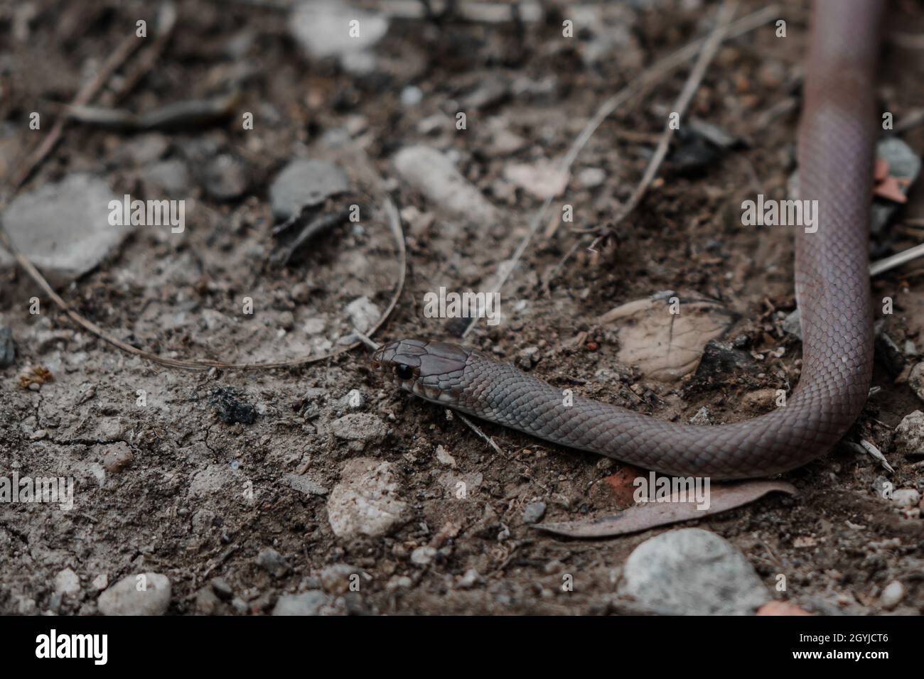 Gray snake on the ground Stock Photo - Alamy