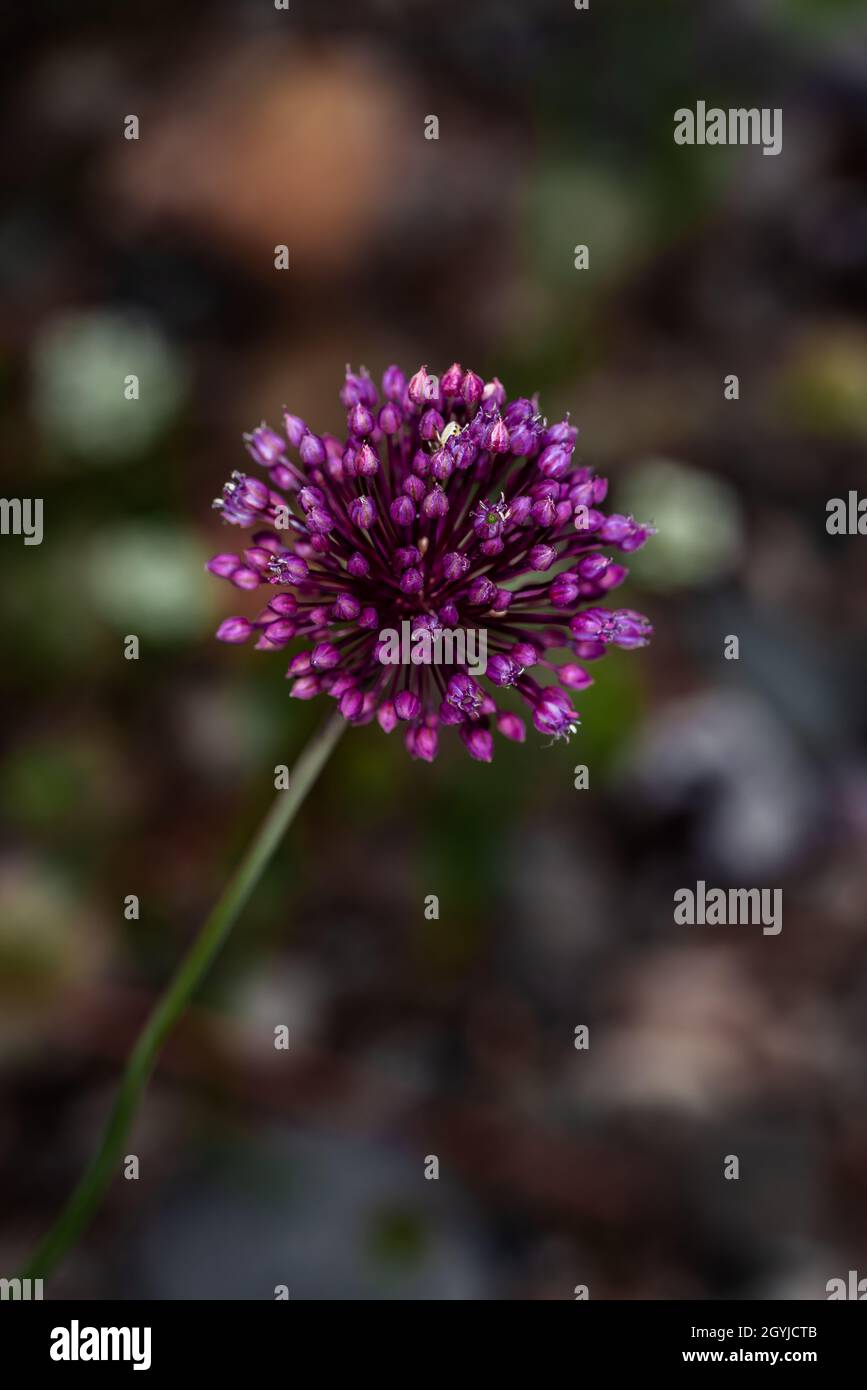Closeup of a flower Stock Photo - Alamy