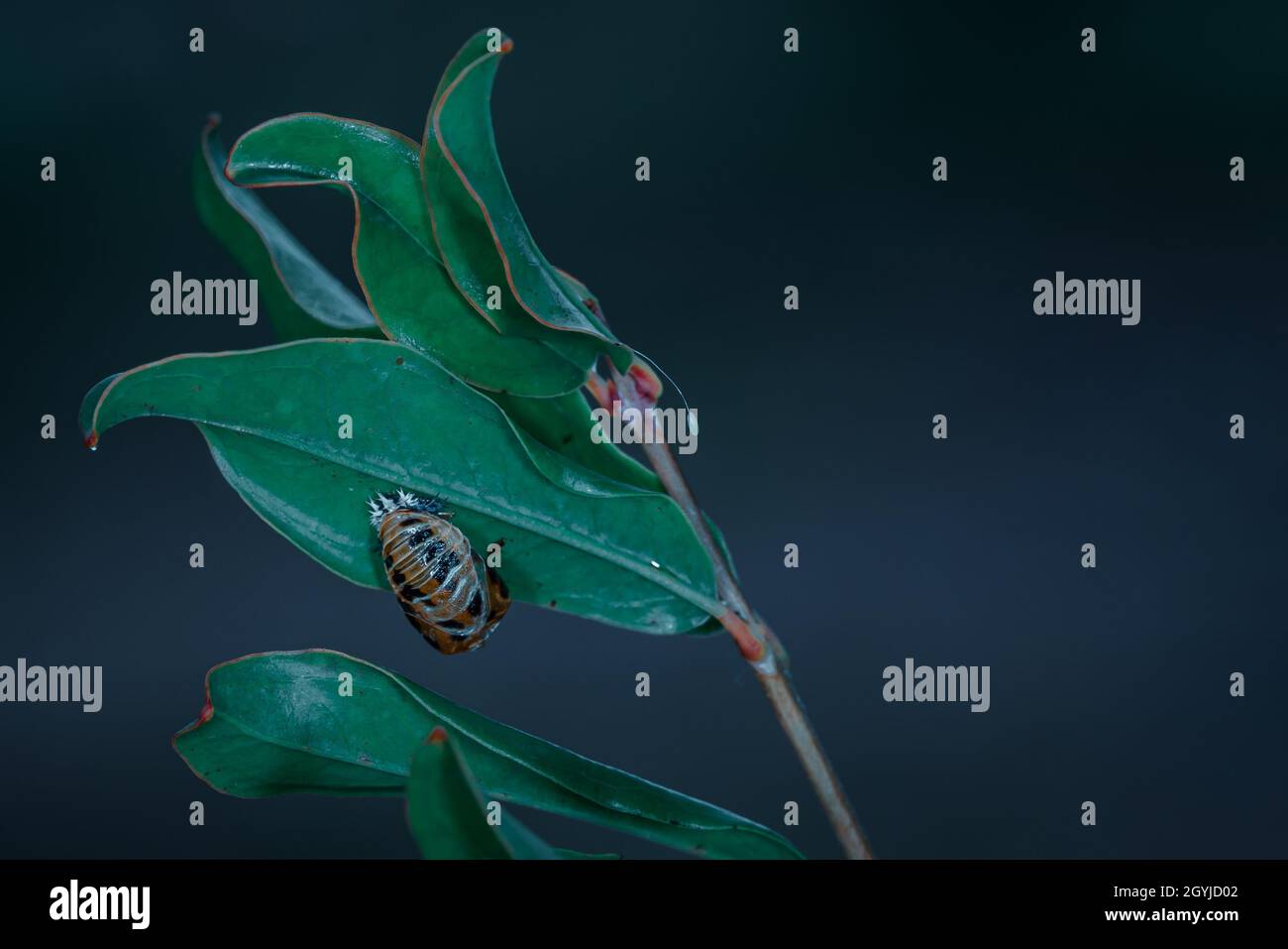 Closeup of bugs on the leaf Stock Photo - Alamy