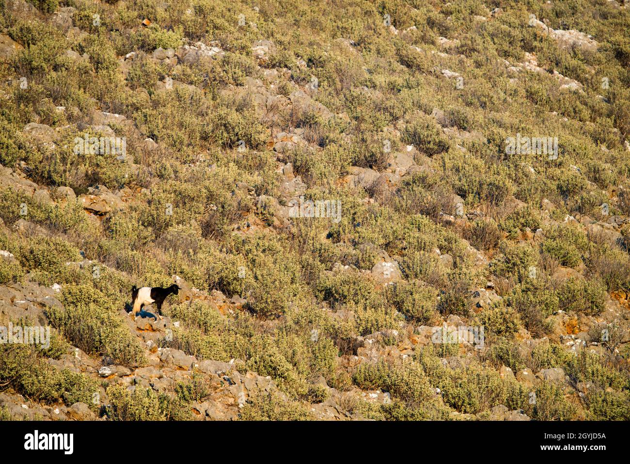 Goat (Capra aegagrus hircus) on the road to Balos beach, in the ...