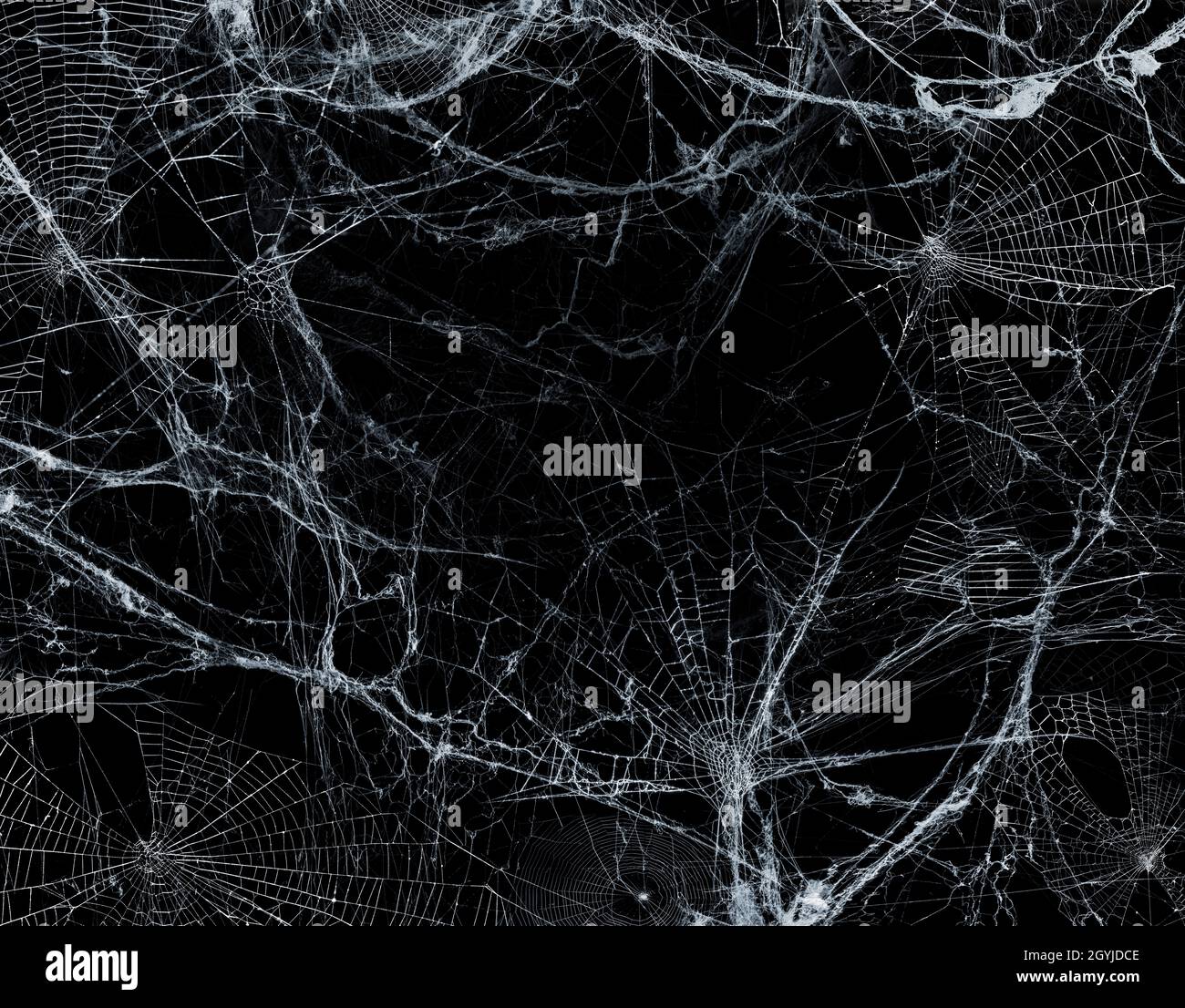 Spiderweb On Black Darkness - Halloween Background - Real Cobweb Stock ...