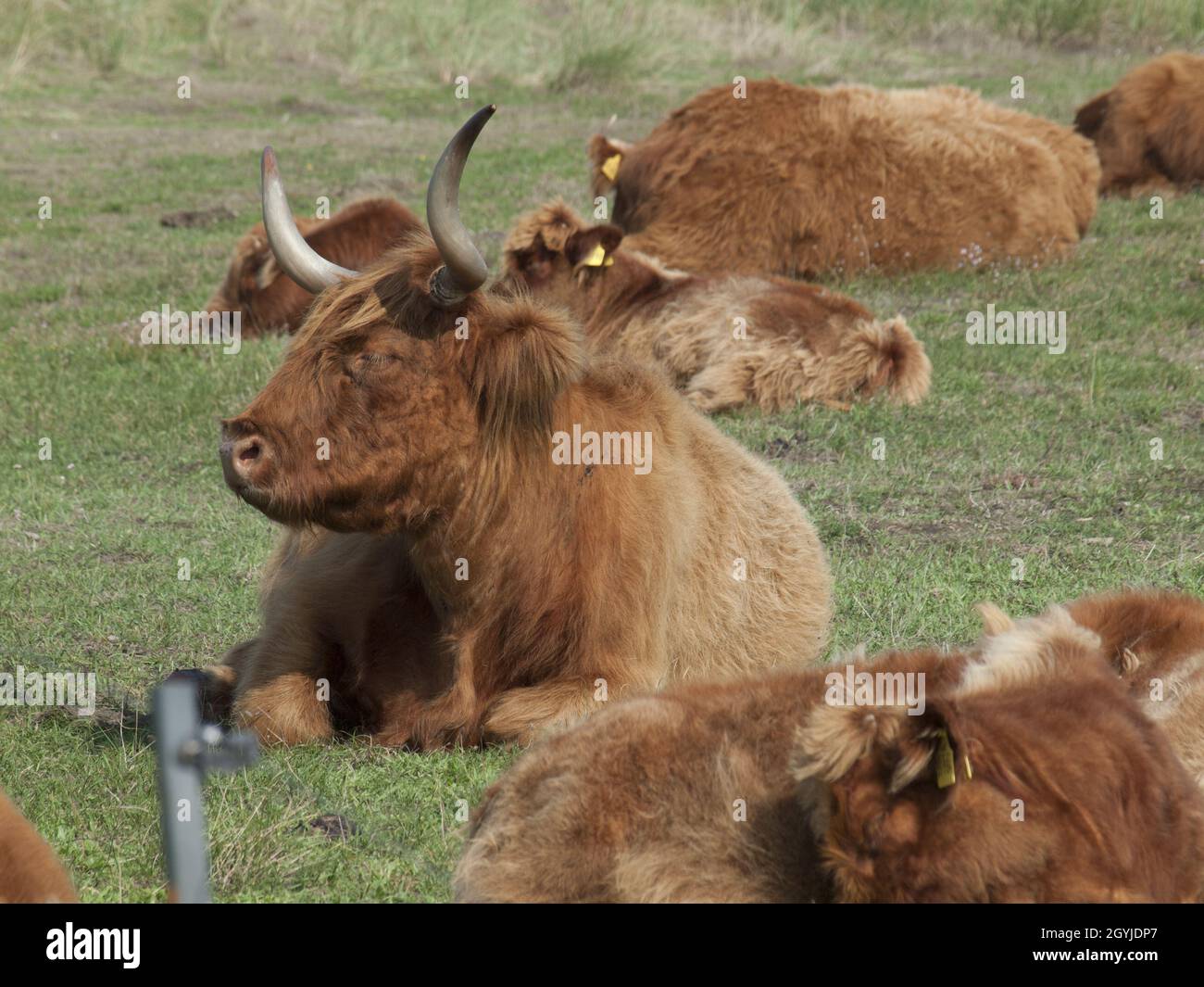 Group of bulls resting after grazing on a meadow Stock Photo - Alamy
