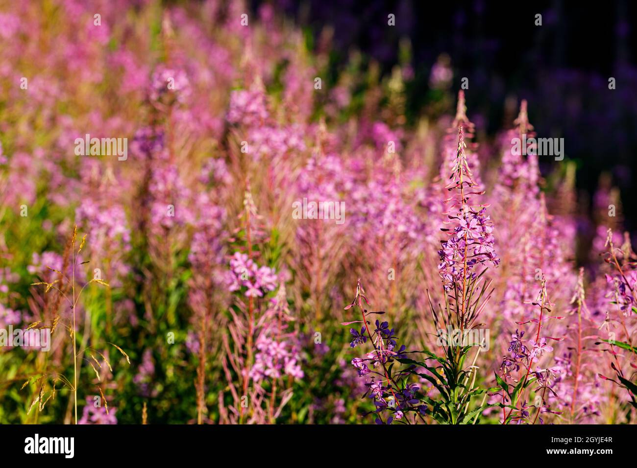 National flower of romania hi-res stock photography and images - Alamy