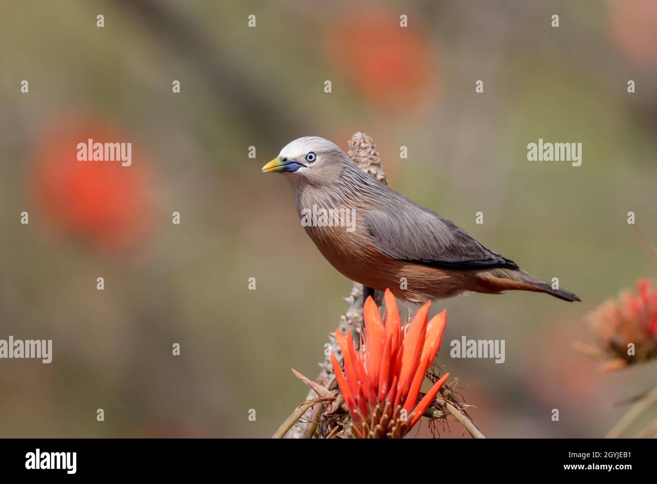 Chestnut-tailed starling portrait stock photo Stock Photo - Alamy