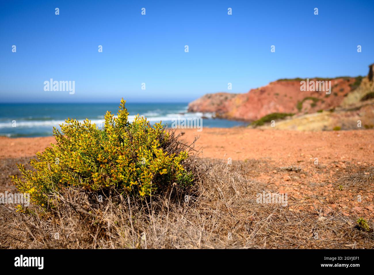 Barren plants hi-res stock photography and images - Alamy