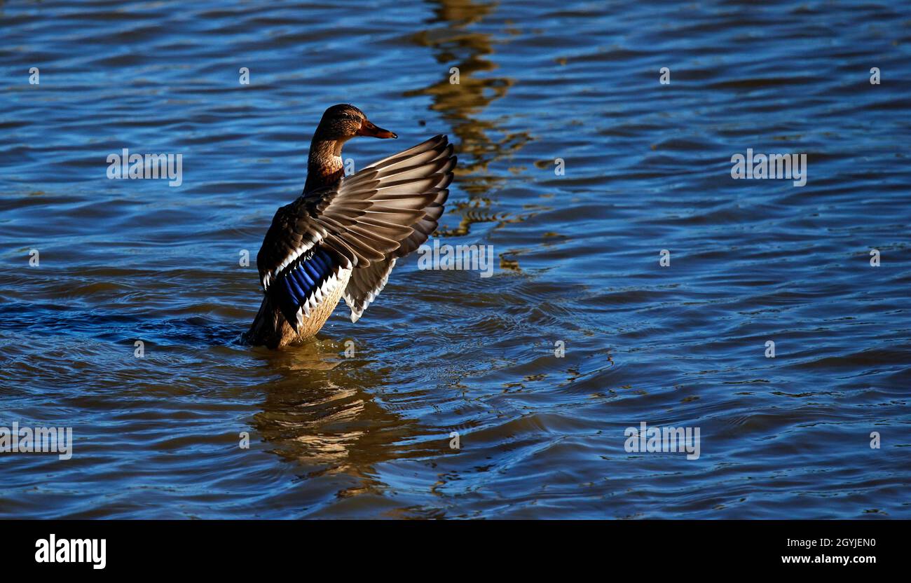 Female mallard stretching her wings Stock Photo - Alamy