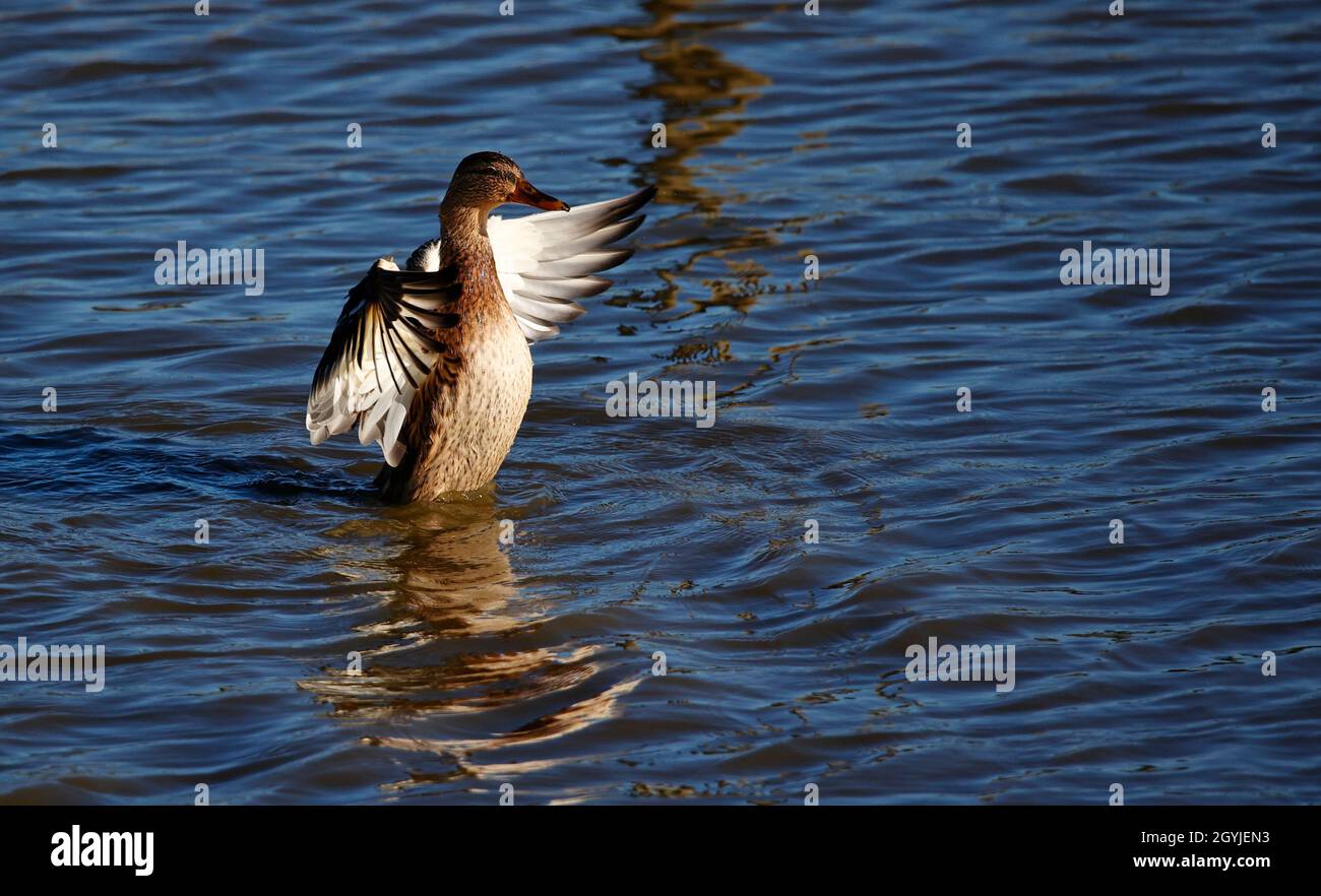 Female mallard stretching her wings Stock Photo - Alamy