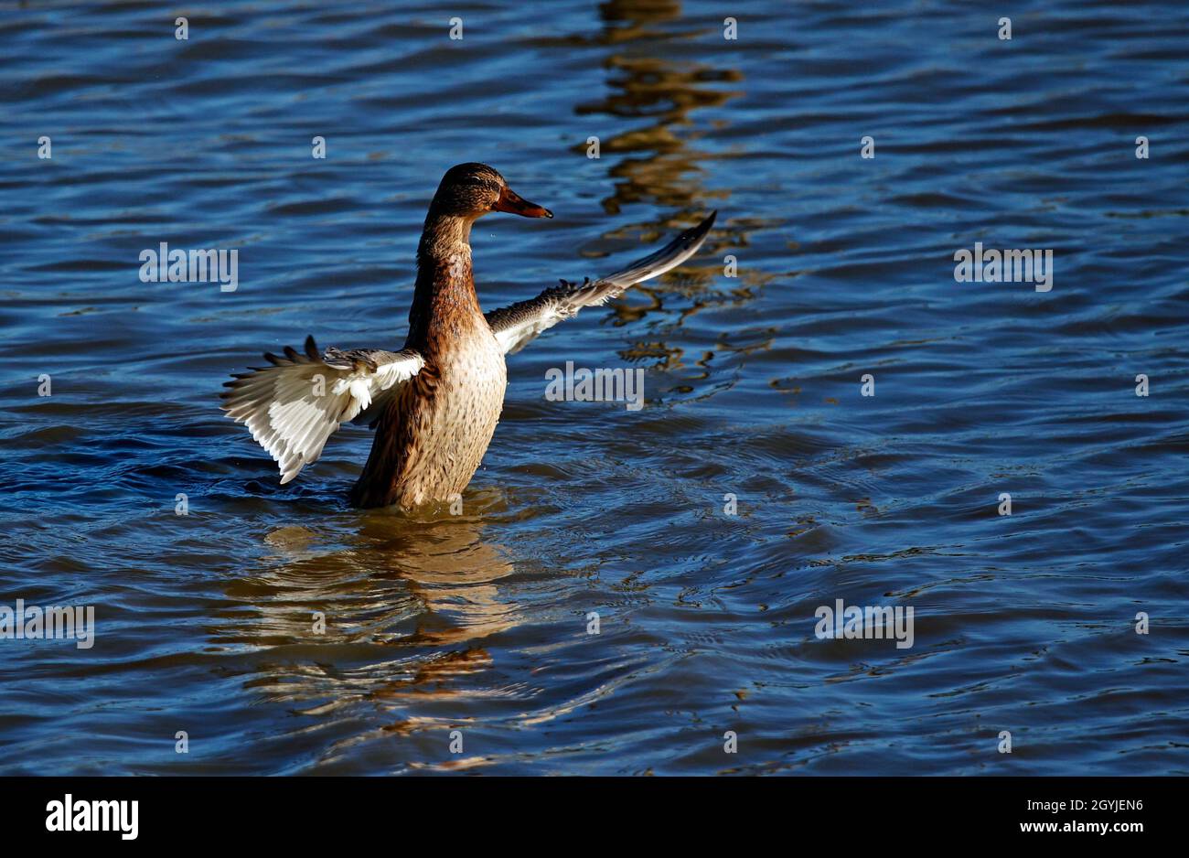 Female mallard stretching her wings Stock Photo - Alamy