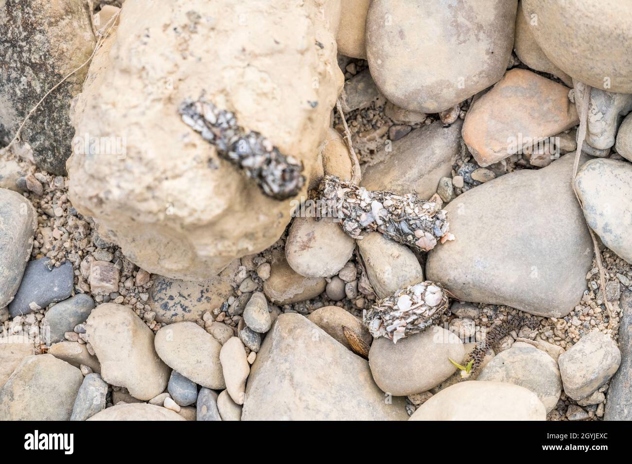 Eurasian otter (Lutra lutra) droppings full of scales, in the middle of ...