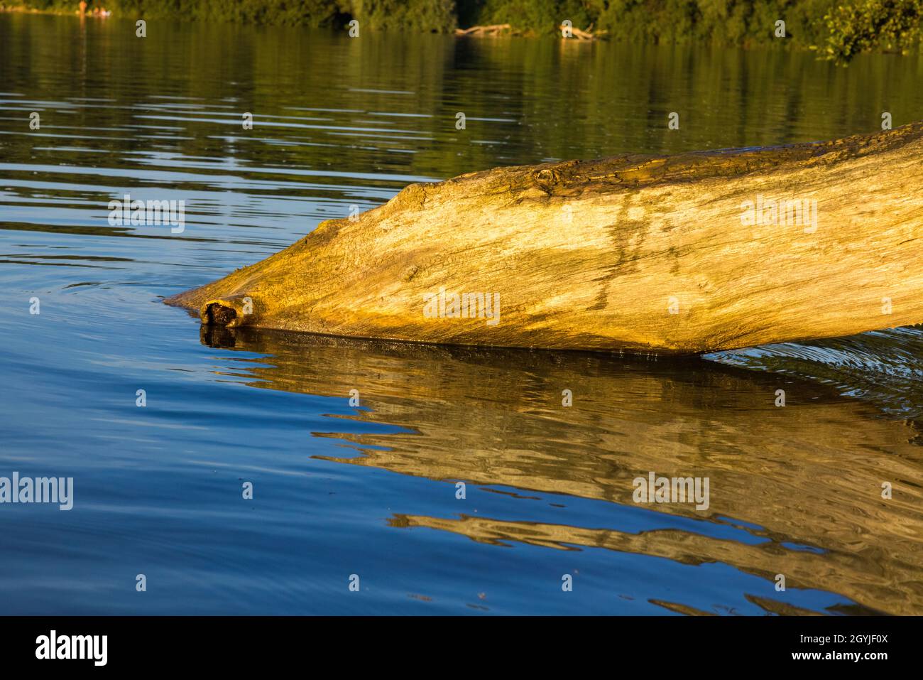 Closeup shot of a tree trunk fallen in a lake Stock Photo - Alamy