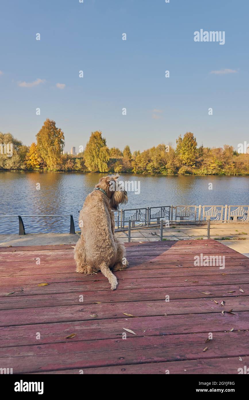 Irish soft coated wheaten terrier. A fluffy dog sits on the embankment ...