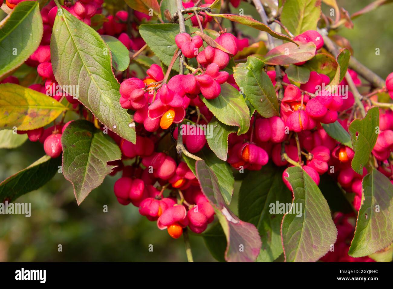 Bright unique pink flowers with fruits of a spindle bush, also called ...