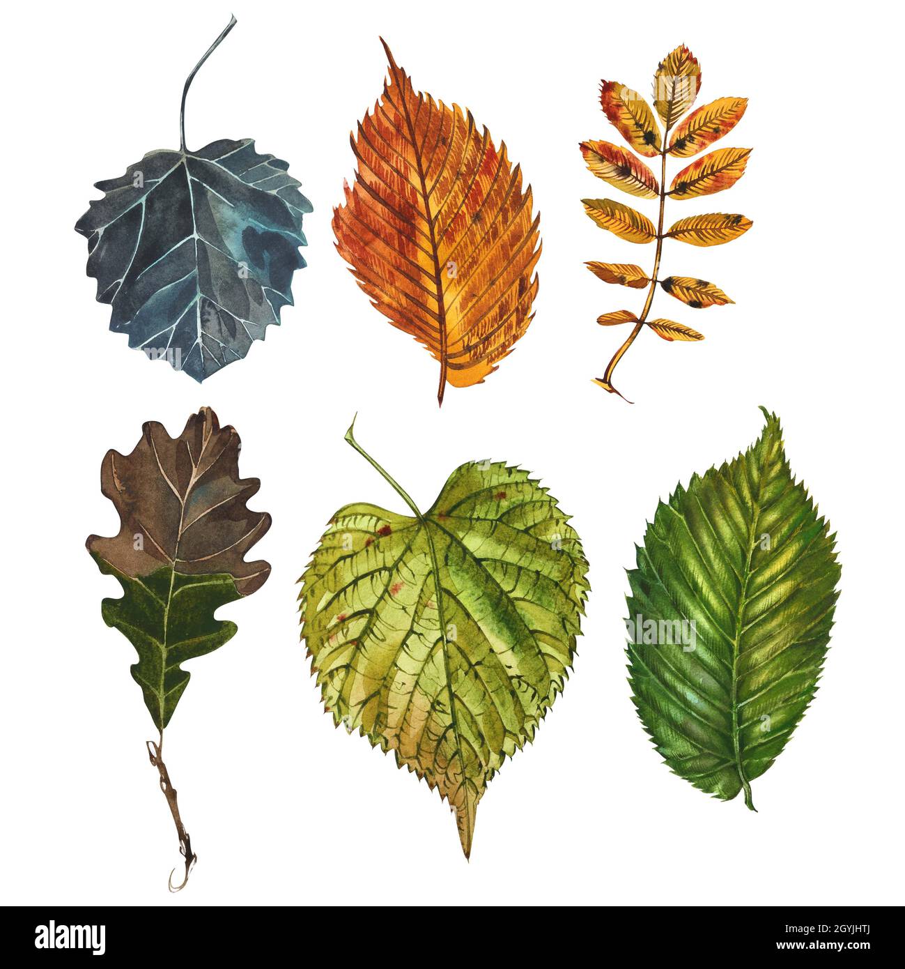 Collection of multicolored fallen autumn leaves isolated on white ...