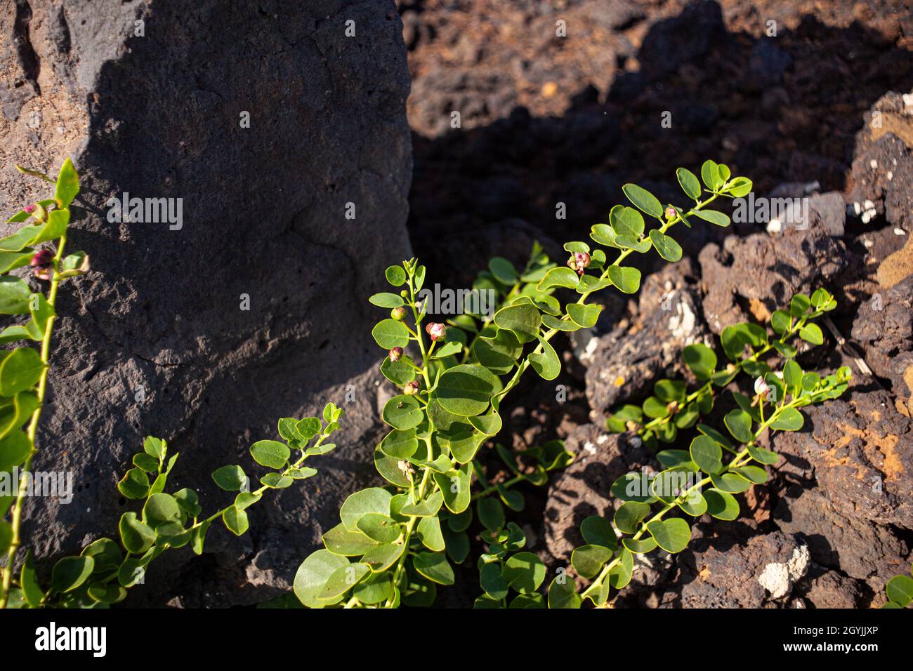 View of Capers plant on the lava rocks, Sicily Stock Photo - Alamy