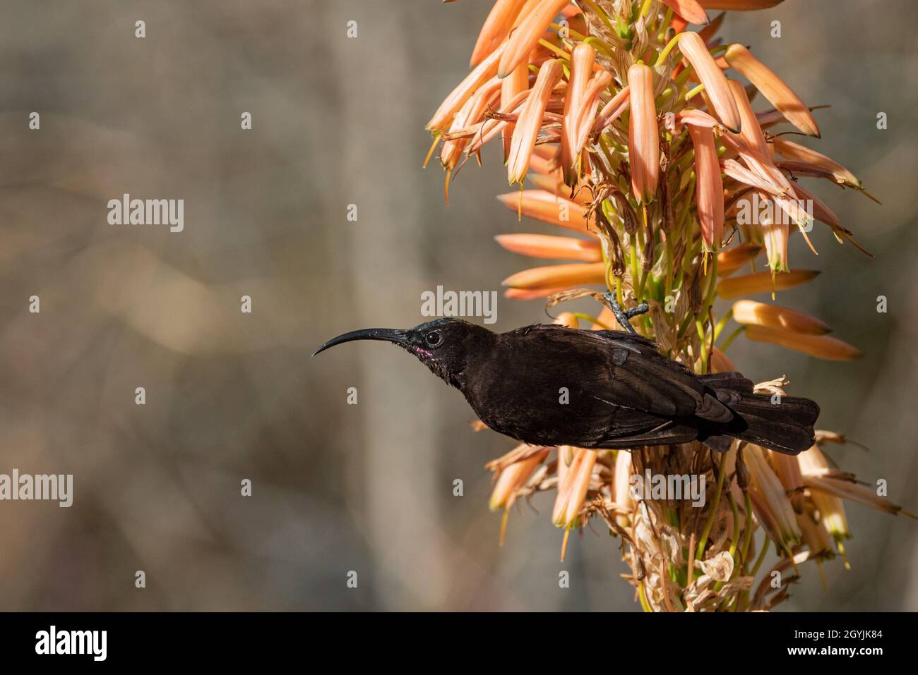 Amethyst sunbird hi-res stock photography and images - Alamy